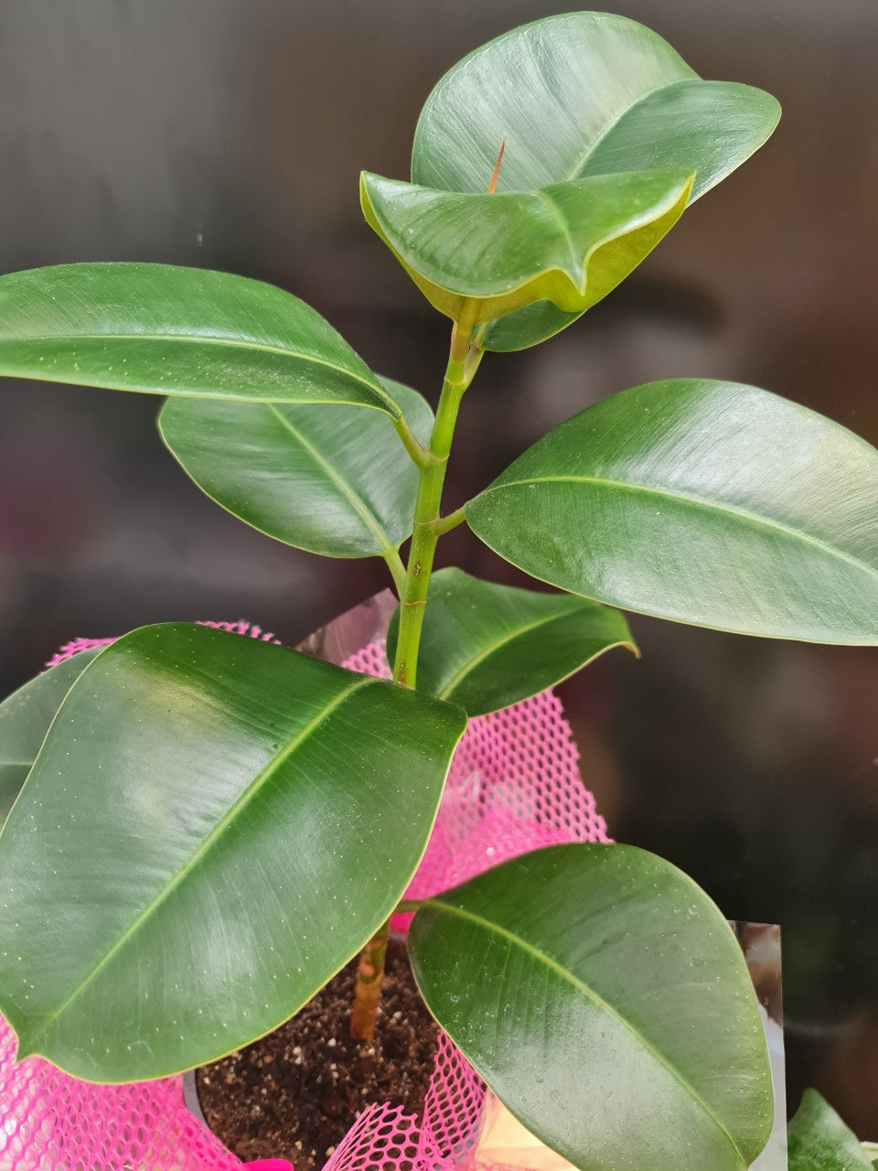Ficus 70cm in fancy wrapping – By Florist Jin